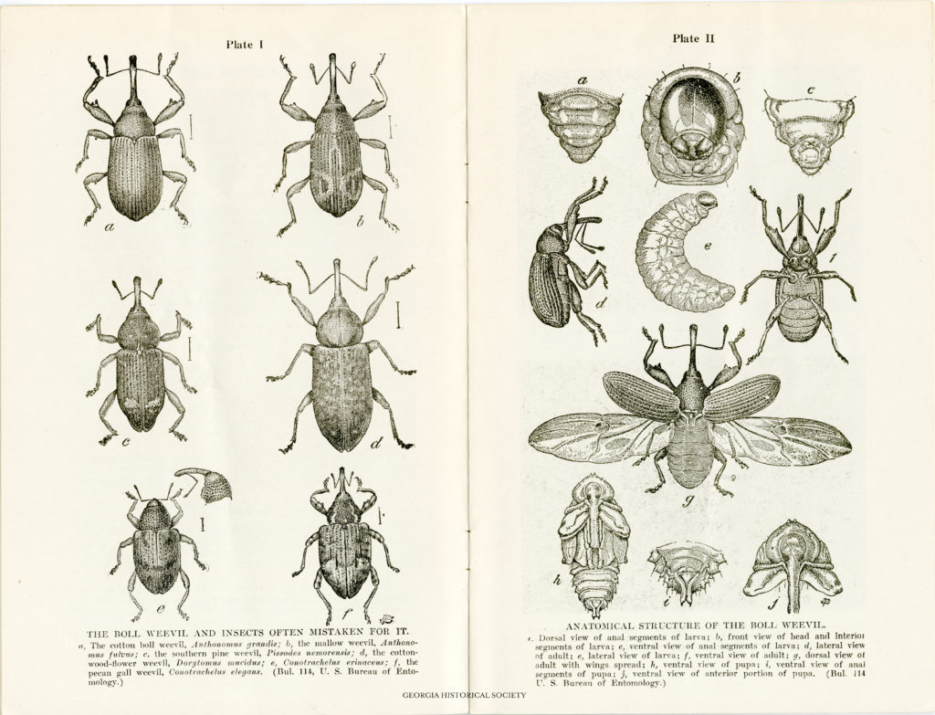 The Mexican cotton boll weevil – Opening America's Archives